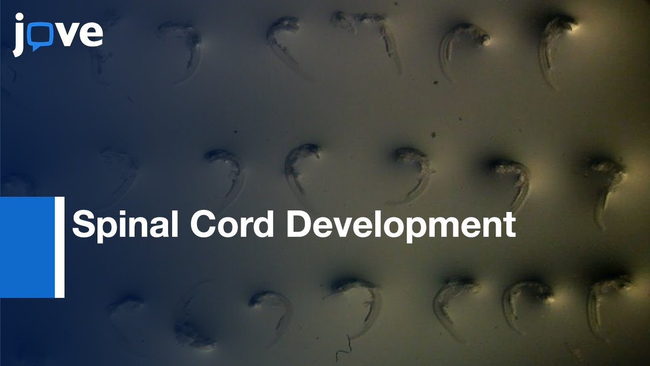 Spinal Cord Development Analysis by dissection and mounting of Embryos ...