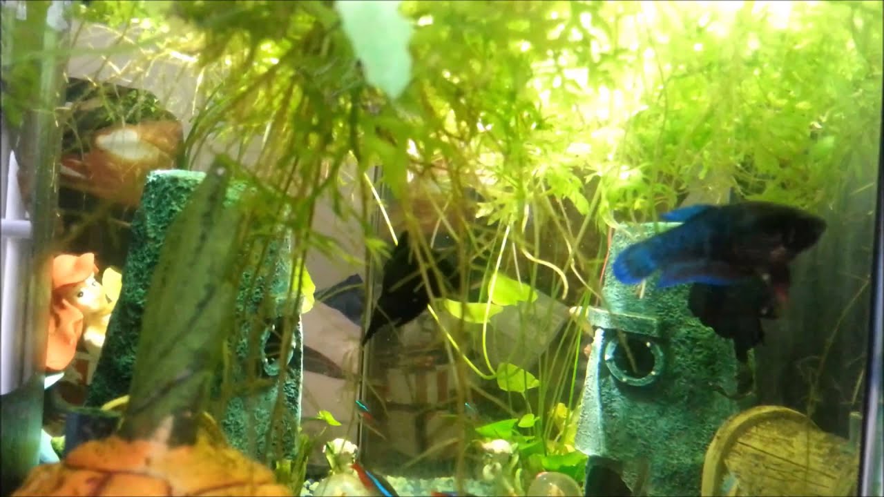 SpongeBob Fish Tank - Bettas are breeding - YouTube