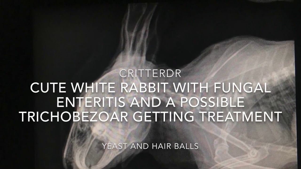 CUTE WHITE RABBIT WITH FUNGAL ENTERITIS AND A POSSIBLE TRICHOBEZOAR ...
