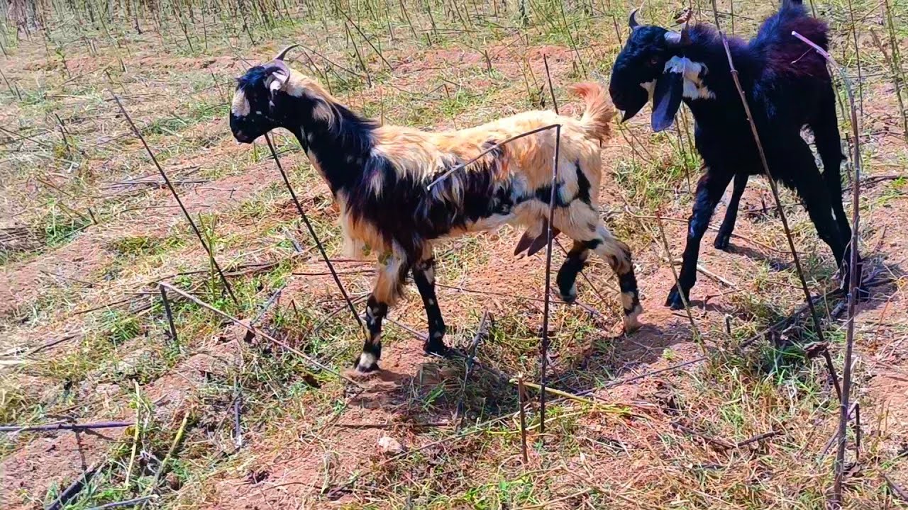 Goat Bull Ko Aaj Sheep Nai Mil Rahi | Sheep Meeting | Animal Meeting ...