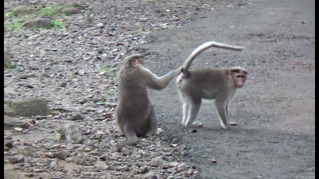 Funny Monkey Doing Stupid Things - Makes You laugh - YouTube