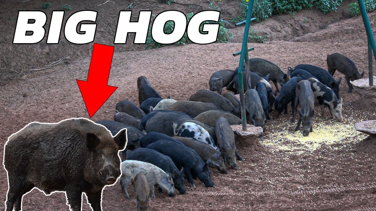 HOG Hunting with a BOW!! (Pigs Everywhere) - YouTube