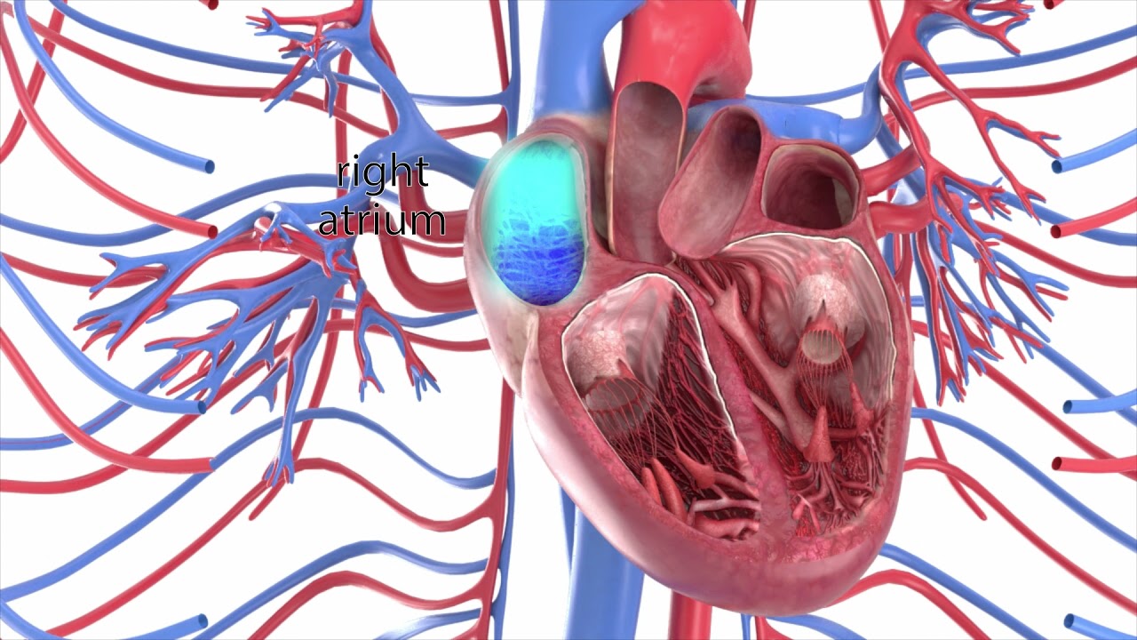 Human Anatomy Animation - Circulatory System - YouTube