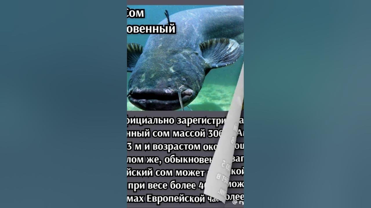 Рыба сом #рыбалка #fishing #летняя_рыбалка #carp #пруд - YouTube