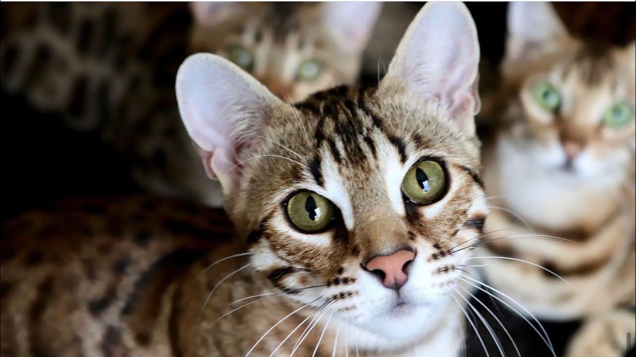 F1 Bengal cat 50% wild Luna with her F2 silver bengal kittens # ...