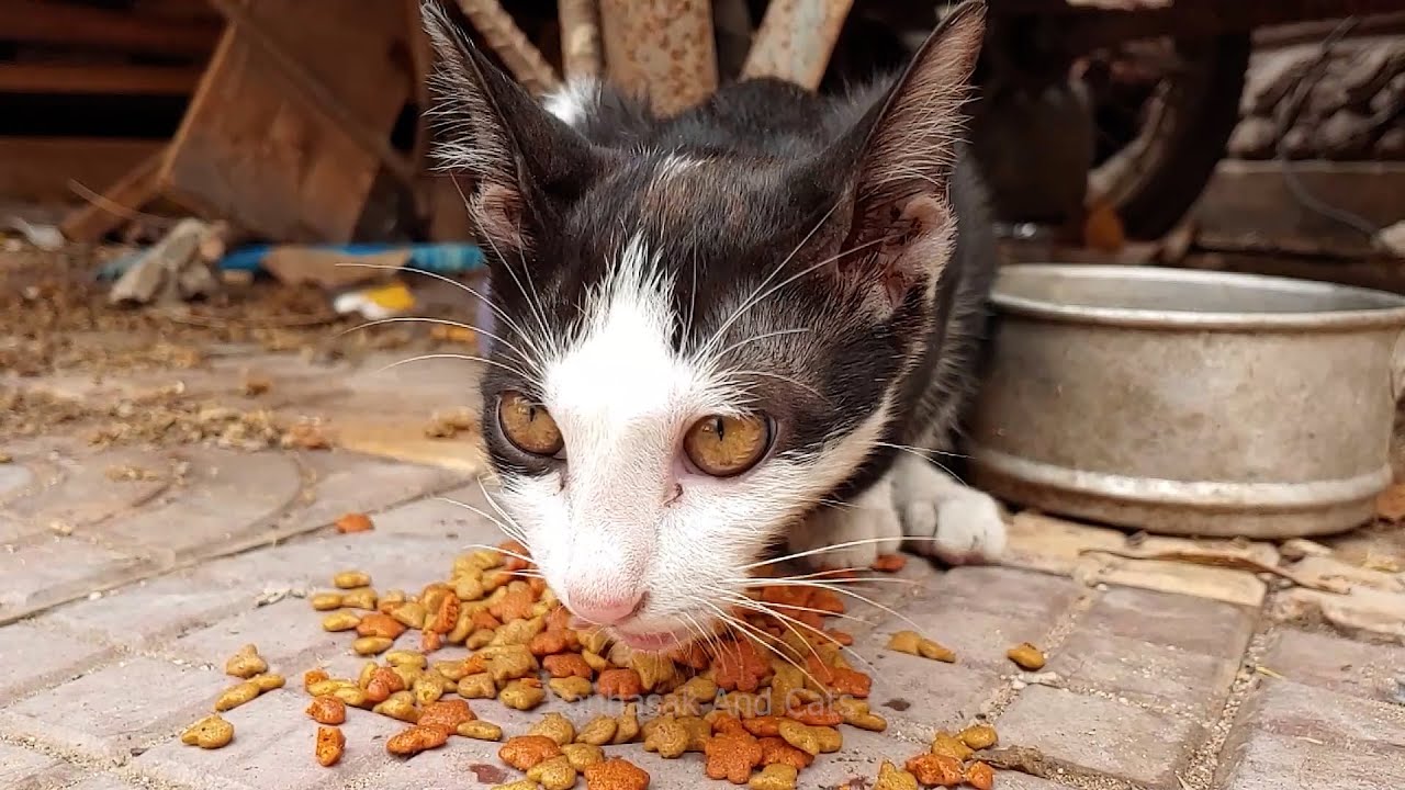 Black meow stray cats get feed look so cute #PanhasakAndCats - YouTube