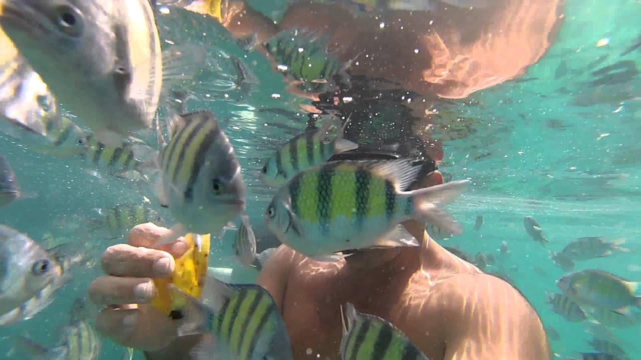 Fish eating banana thailand - YouTube