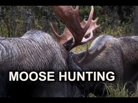 Moose Hunting in Russia - Join us! - YouTube