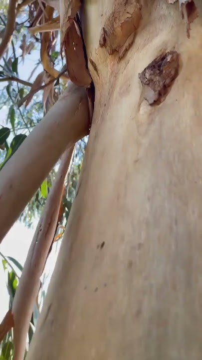 ШАРОВИДНЫЙ ЭВКАЛИПТ ( БЕССТЫДНИЦА) - YouTube