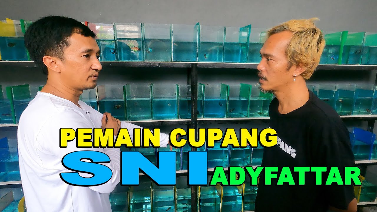 PEMAIN CUPANG SNI ADYFATTAR - YouTube