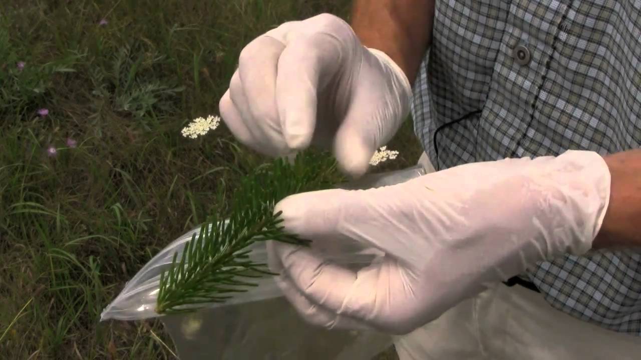 How to Take a Foliar Sample - YouTube