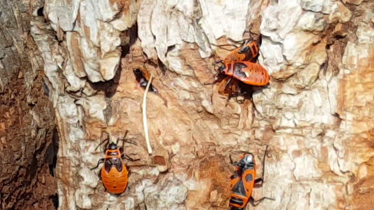 20161002 115025 Funky Bugs Spain - YouTube