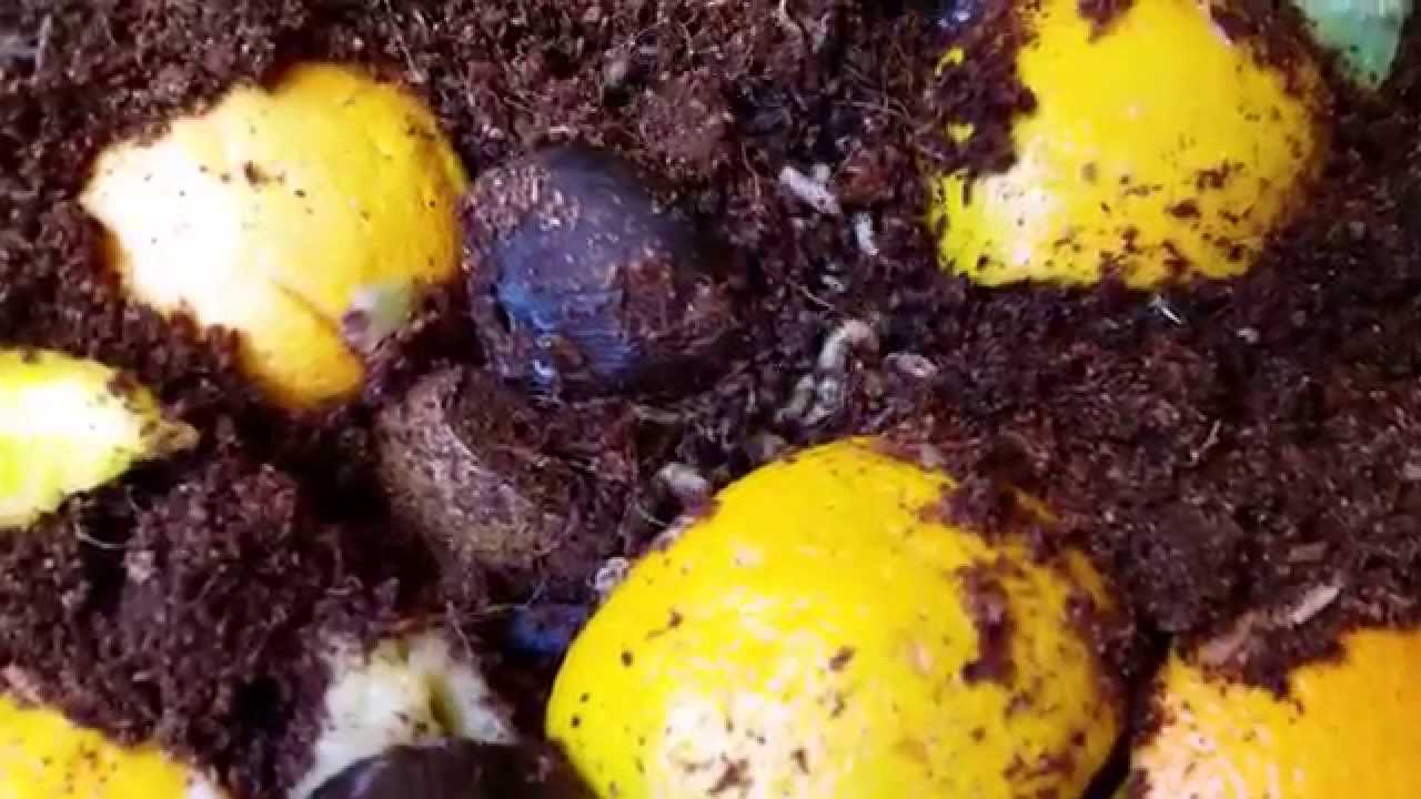 BSF composter and auto fish feeder, and three sisters going strong 4 10 ...