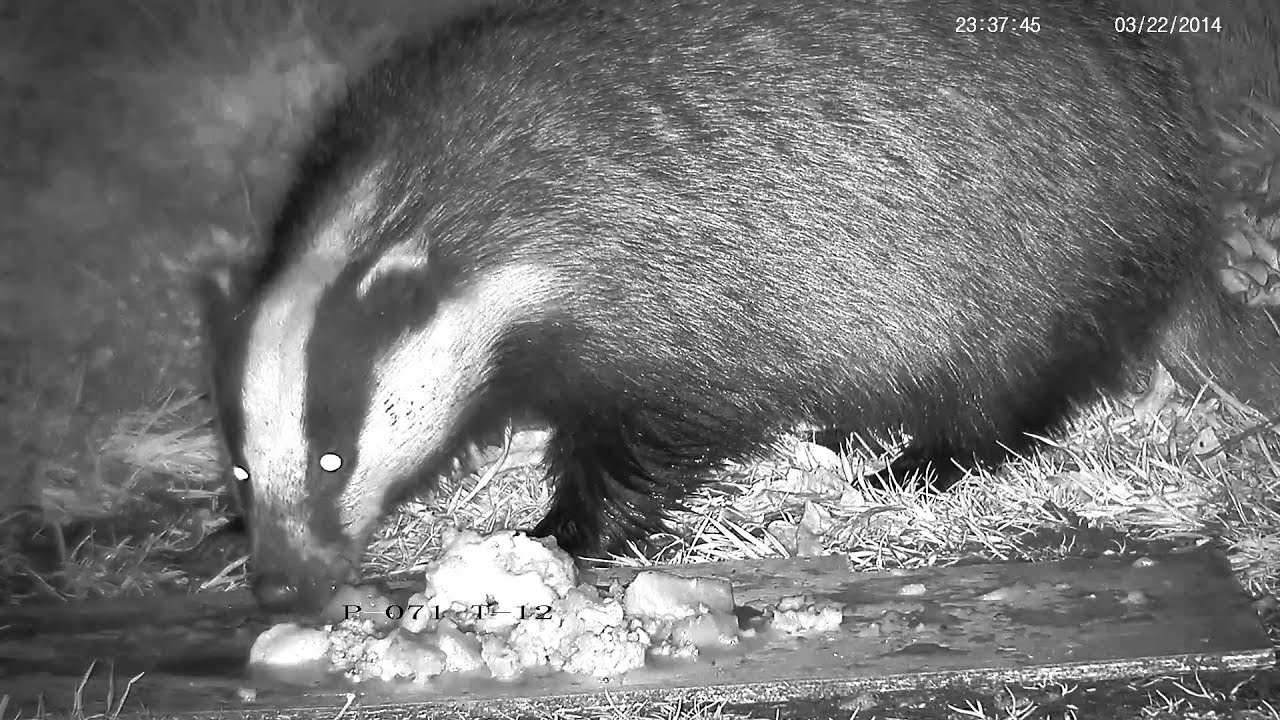 Rural badger licking and lapping up roast gravy ! - YouTube