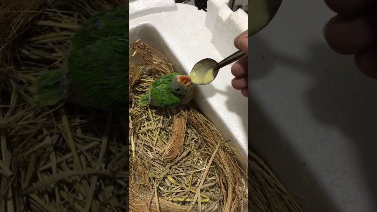 How to Feed a parrot chick - YouTube