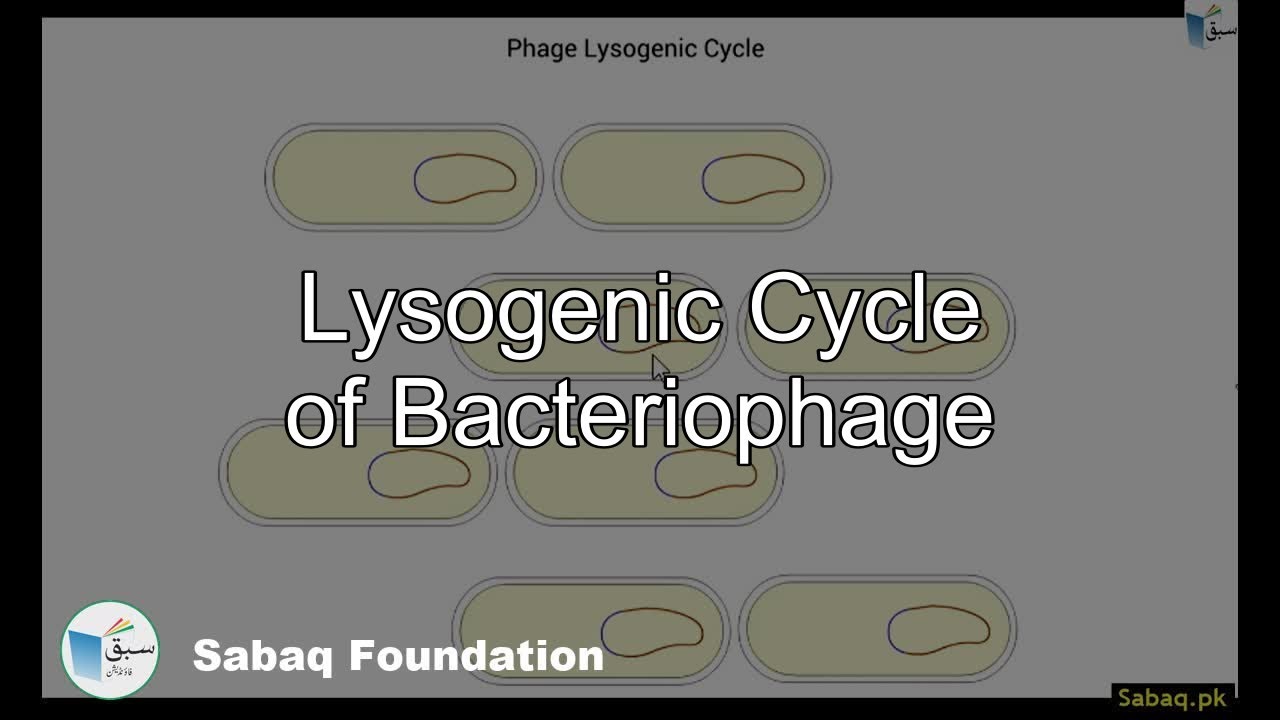 Lysogenic Cycle Of Bacteriophage Biology Lecture Sabaqpk Youtube