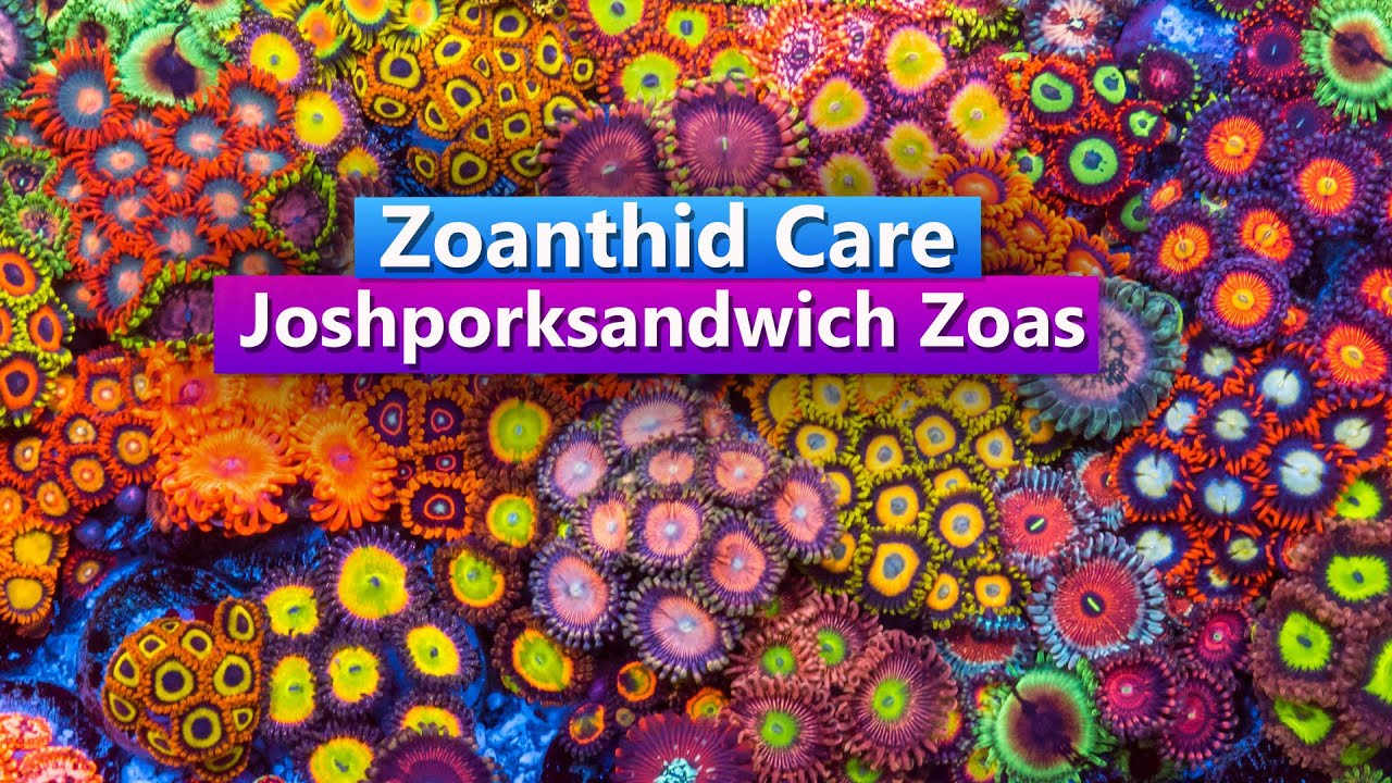 Zoanthid Care - with JoshPorkSandwhich Zoas - YouTube
