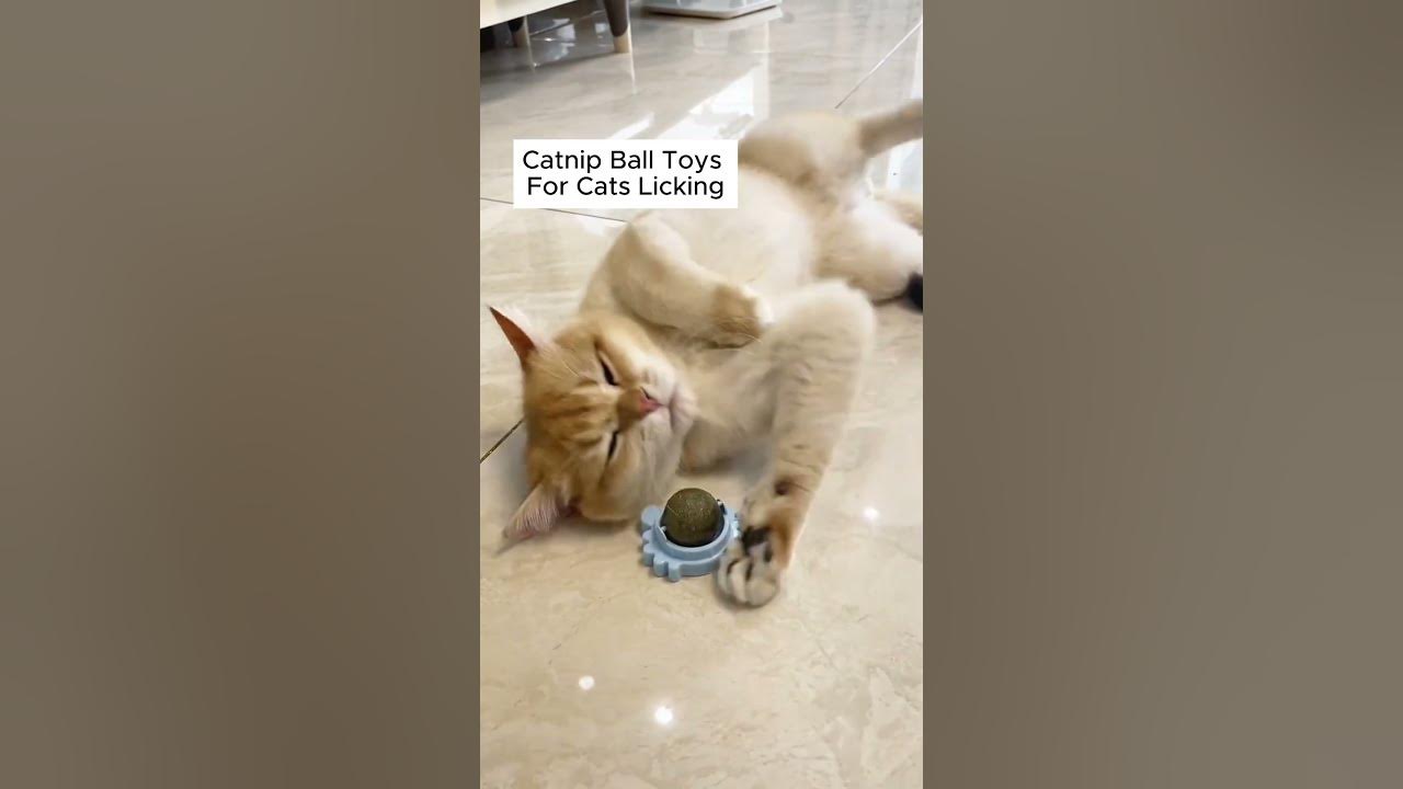 Best Catnip Toys for Cats – A Fun Way to Keep Them Entertained! - YouTube