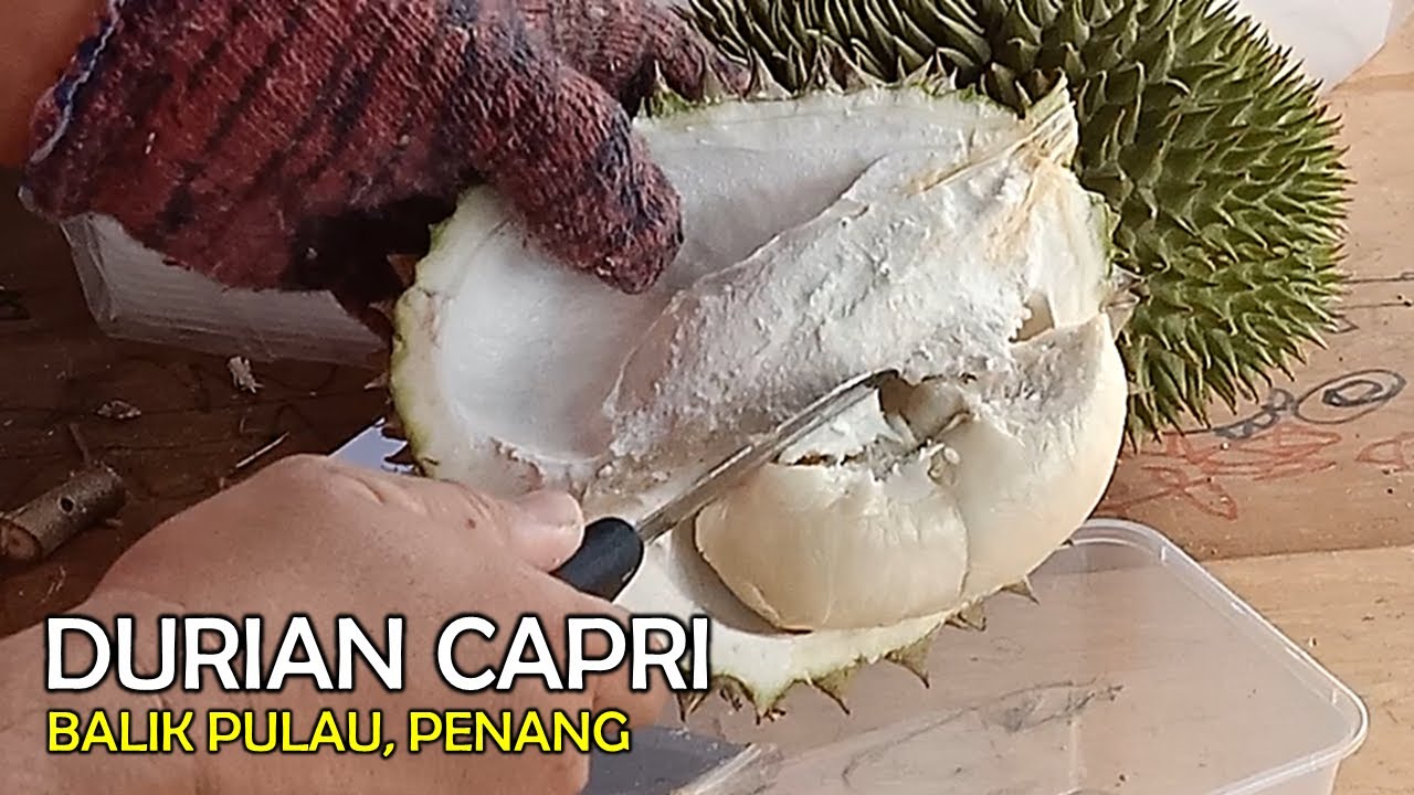 Durian Capri Balik Pulau, Penang RM12/kg. Alahai sedapnya. - YouTube