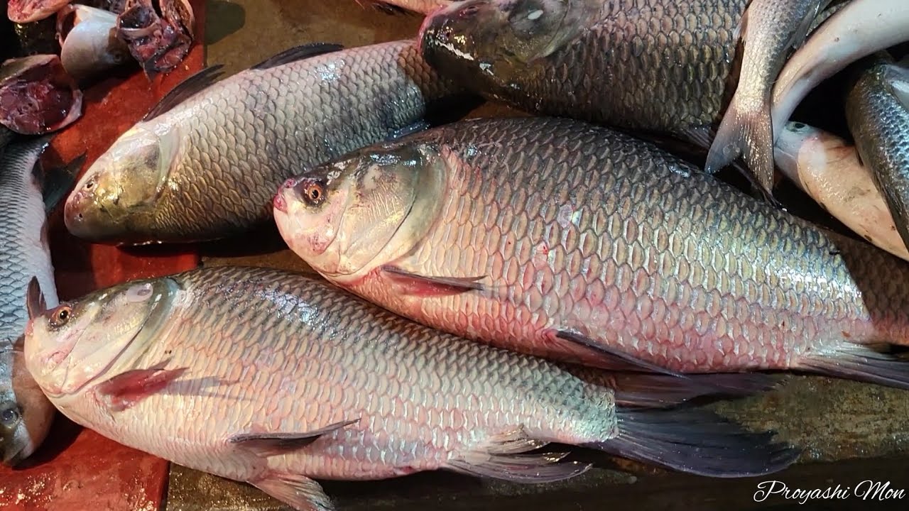 5 kg KATLA FISH. - YouTube