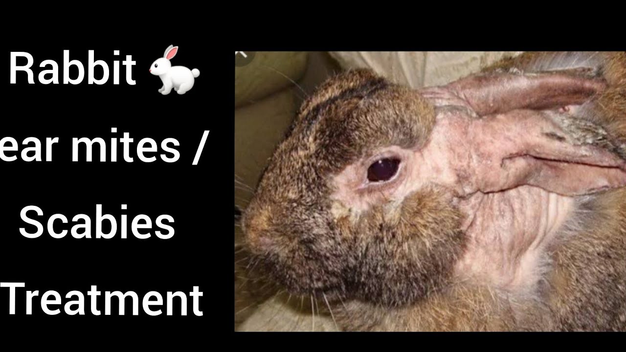 Rabbit 🐇ear mites /scabies treatment #petscare #honeymerabunny - YouTube