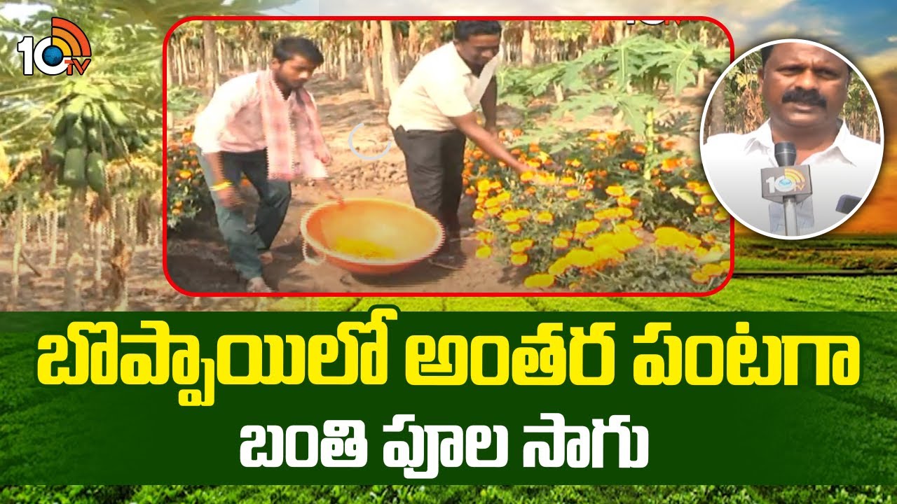 Cultivation Of Marigold Flower As an intercrop In Papaya |బొప్పాయిలో ...