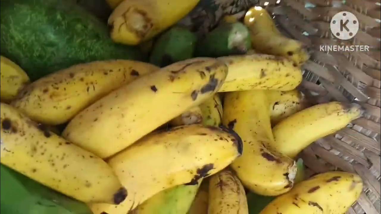 hnub no kuv rov mu saib pob kws thiab saib tsawb os . 19/9/2024 - YouTube