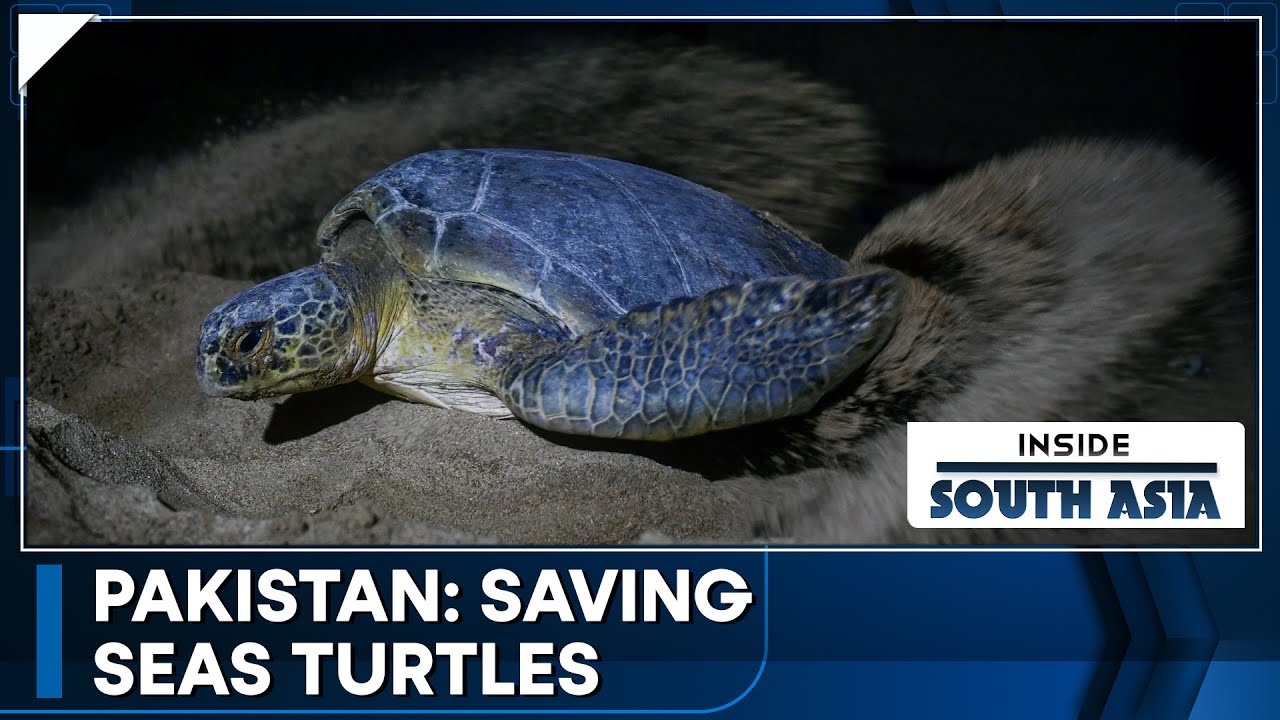 Conserving Pakistan's endangered turtles | Inside South Asia - YouTube