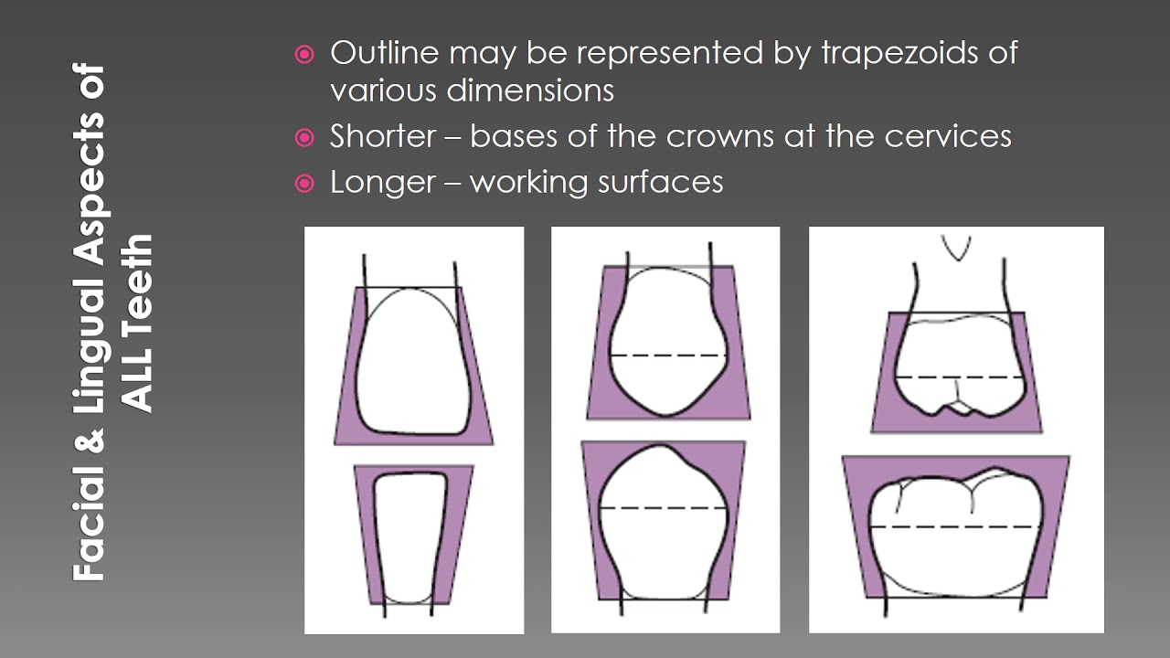 Comparative Dental Anatomy, Geometries, Form & Function - YouTube