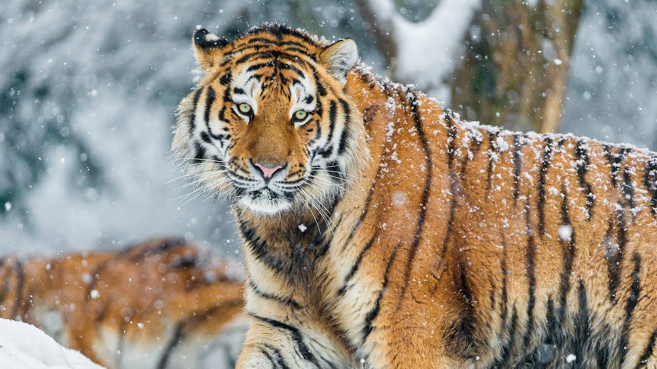Siberian Tigers Documentary | Wild Planet - YouTube