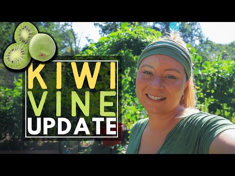HARDY KIWI VINE UPDATE 🥝 | 2021| Connecticut #Garden #zone6b