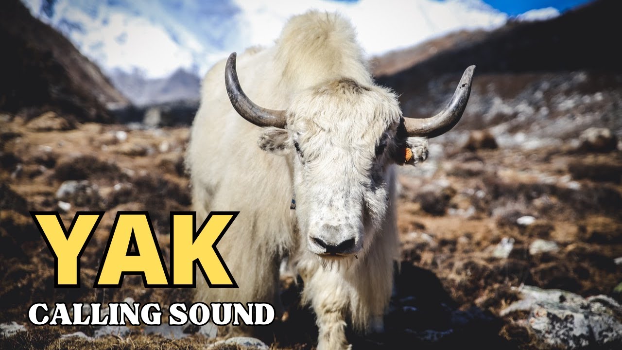 Yak Calling Sound - YouTube