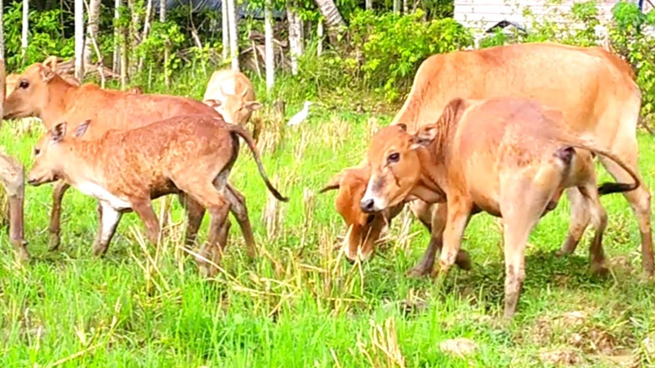 VIDEO SAPI LEMBU LUCU JINAK ANAK SAPI BERIRINGAN BERJALAN DISAWAH ...