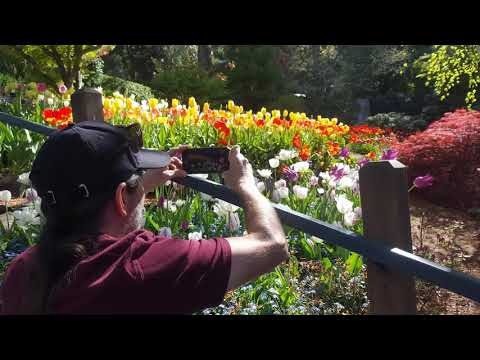 Tourist Spot/Tulips/cherry blossoms/Ananda Garden Nevada County,Grass ...