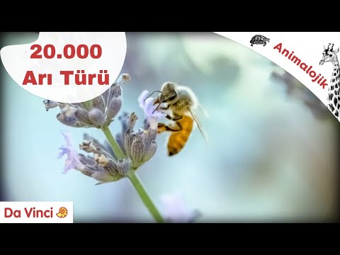 20.000 Arı Türü Var! 🐝 | Animalojik | Da Vinci TV Türkiye