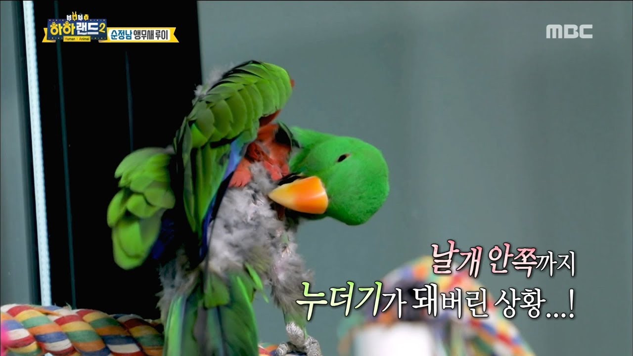 [Haha Land 2] 하하랜드2 - The parrot is self-inflicted 20180131 - YouTube