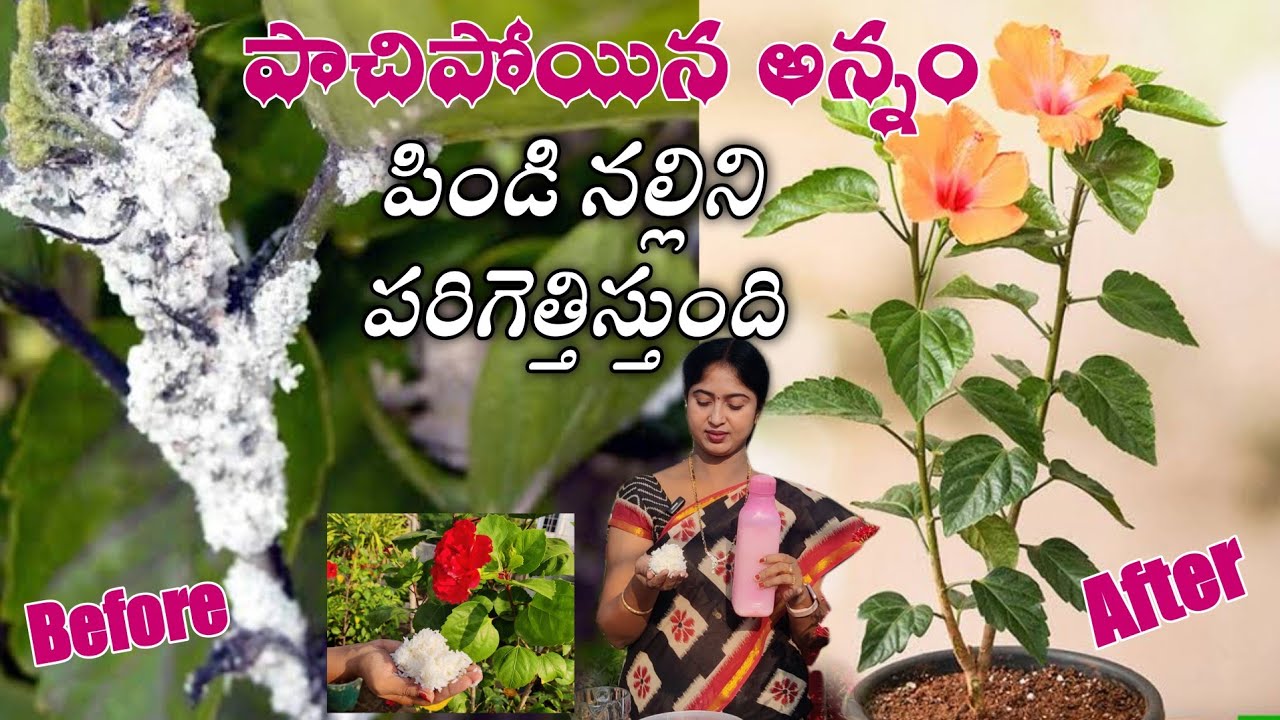 Mealy bug control| Cooked Rice& Fermented Butter milk|Aphids|Hybiscus ...
