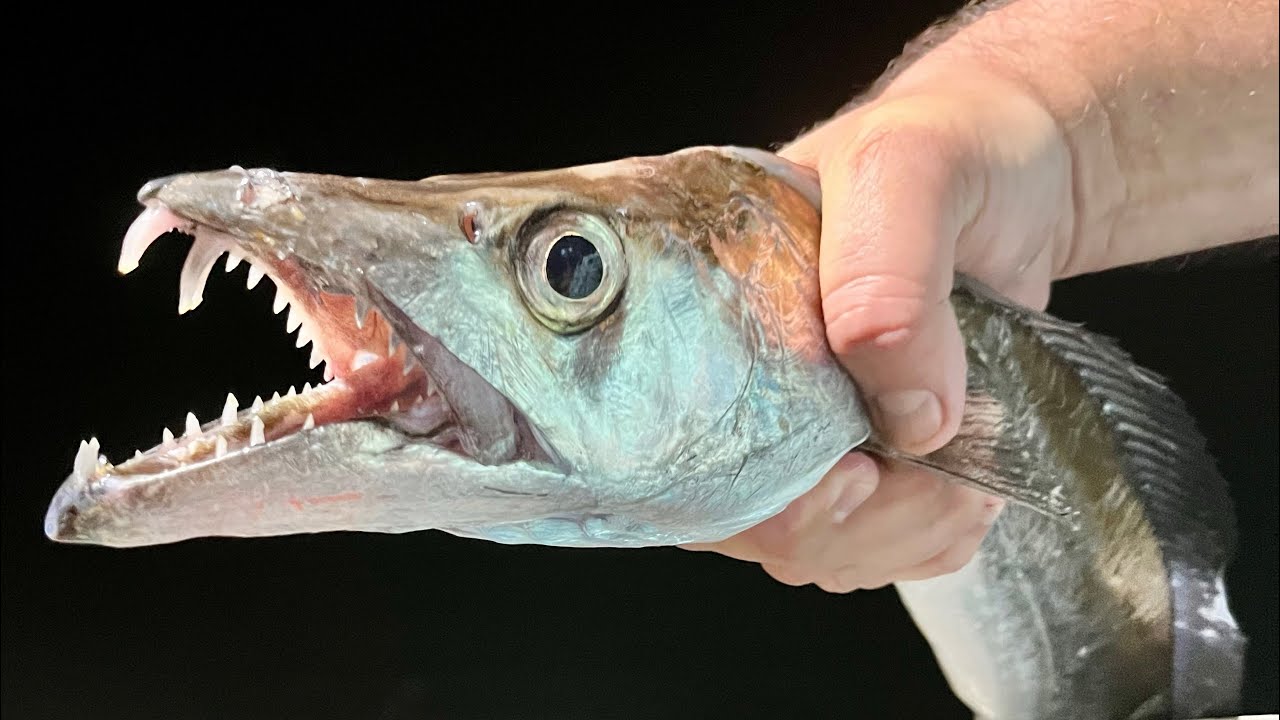 New species… Ribbon fish at Avalon Pier - YouTube