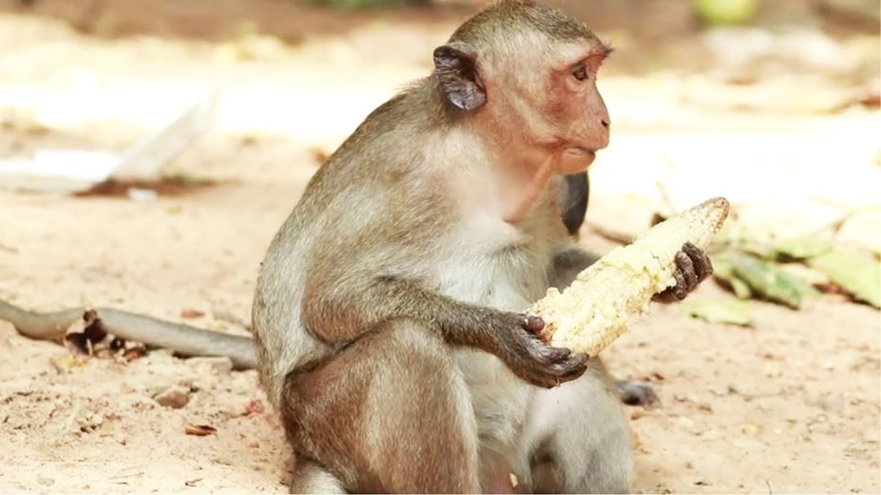 Jade and Julna -Jinx Eat Steam Corn on Nov9, 2022,G-Maz..845.Amber ...