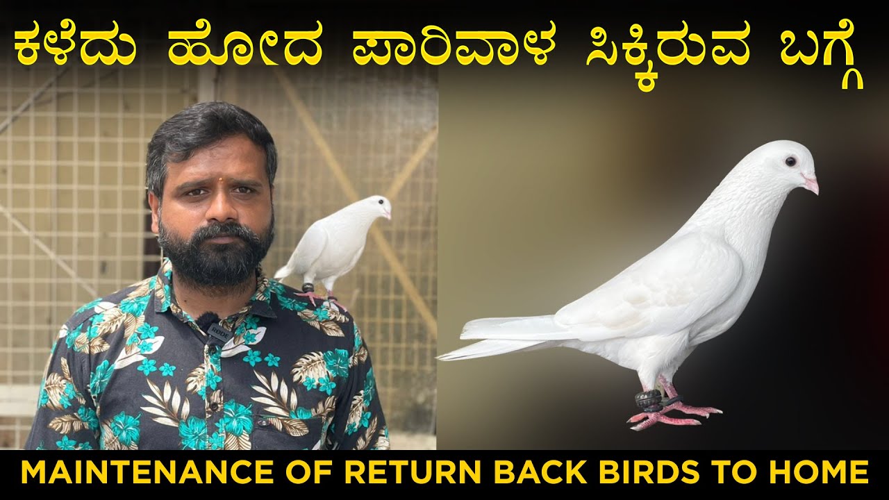 ಕಳೆದು ಹೋದ ಪಾರಿವಾಳ ಸಿಕ್ಕಿರುವ ಬಗ್ಗೆ | Maintenance of return back birds to ...