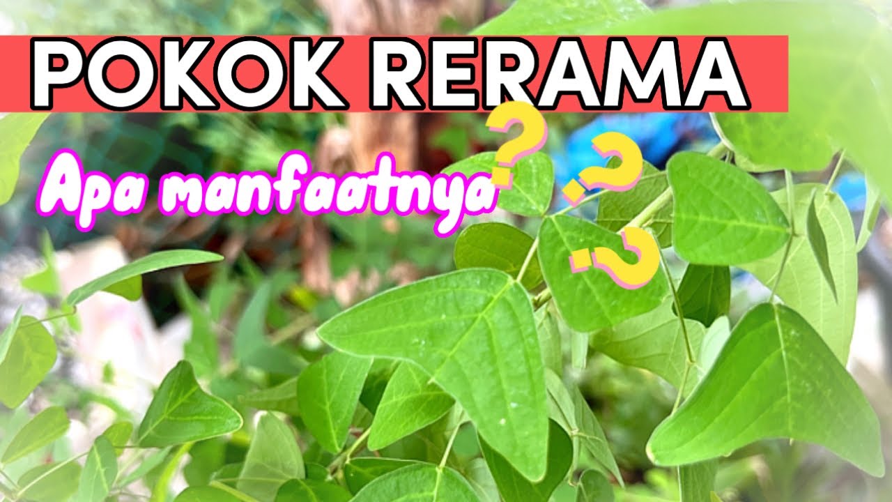 cara buat teh daun rerama - Olivia Sharp