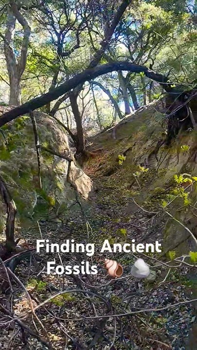 Finding Ancient Fossils 😍🐚🪨 #Fossils #Fossils #fossicking #rockhounding ...