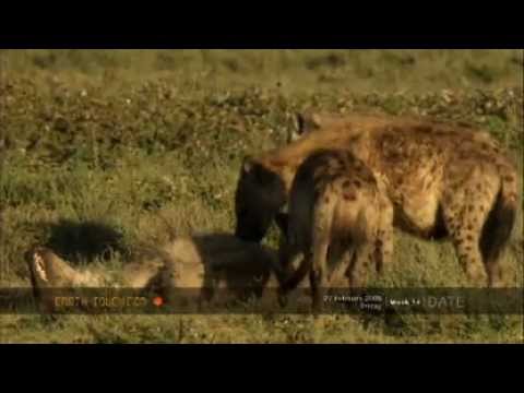 Hyena betina menunjukkan sifat dominannya