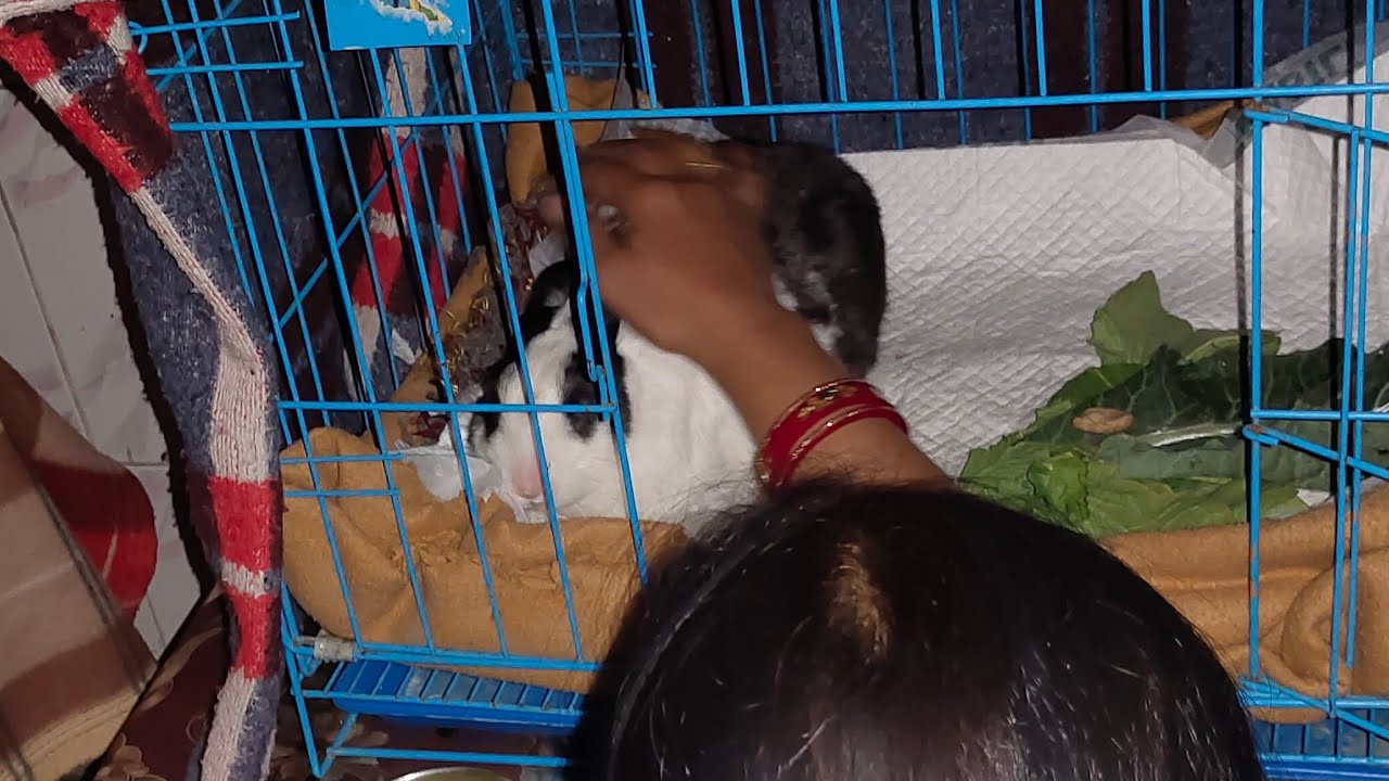 A Viral Rabbit Mil Gaya 📢🥰 Youtube
