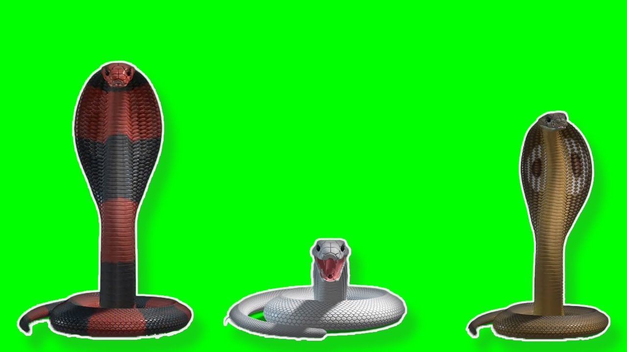 Footage Green Screen Animation of Realistic Cobras Download Free [4K ...