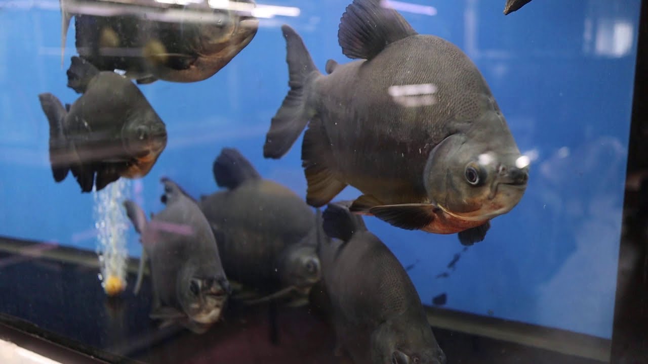 Pez Pacu en Monster Tank de 1250 lts. / Mario Gold Fish 201. - YouTube