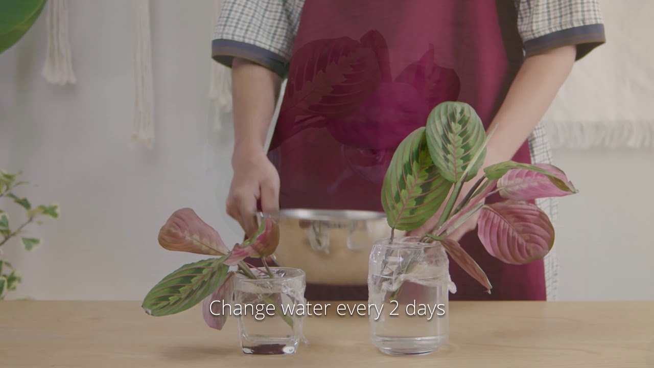 How To Propagate a Beautiful Prayer Plant - YouTube