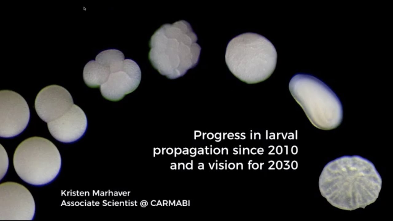 Progress in larval propagation since 2010 and a vision for 2050 ...