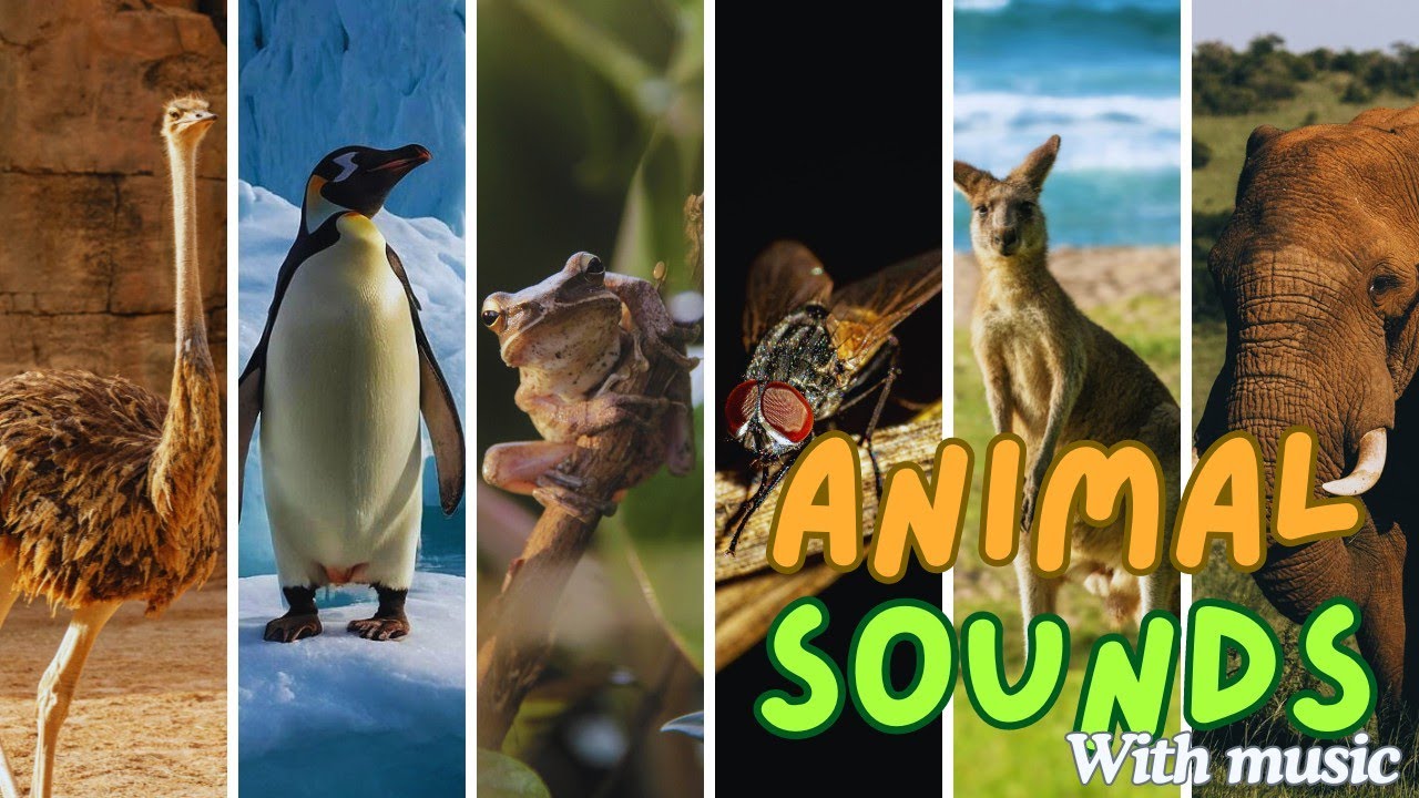 Wild Animals with Sounds | Animals Cute Moments | Elephant, Tiger ...