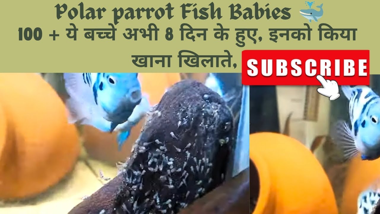 Polar parrot Fish Babies 🐳🐳 Beutyful, इनको Food किया खिलाते जरूर देखें ...